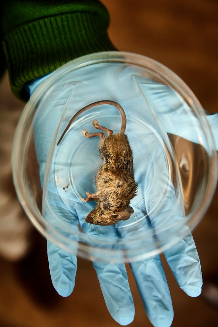 Dode muis uit Markthal wordt een pronkstuk in museum | Rotterdam | AD.nl