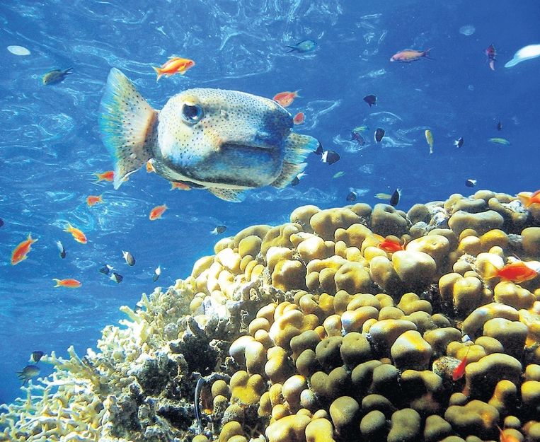 Hoe de verwoesting van de natuur de economie hard raakt | Trouw