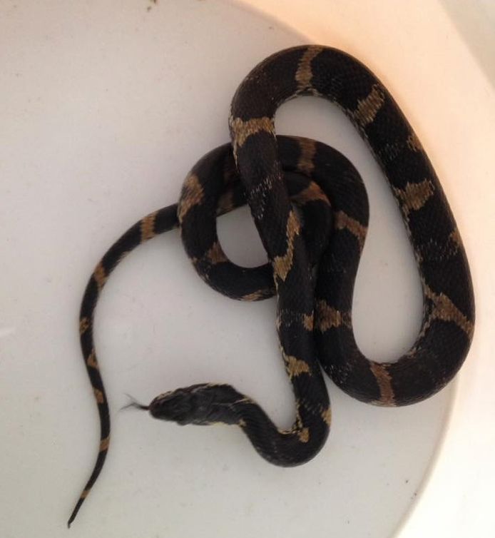 Bejaarde vrouw vindt Russische rattenslang in trappenhal op eerste ...