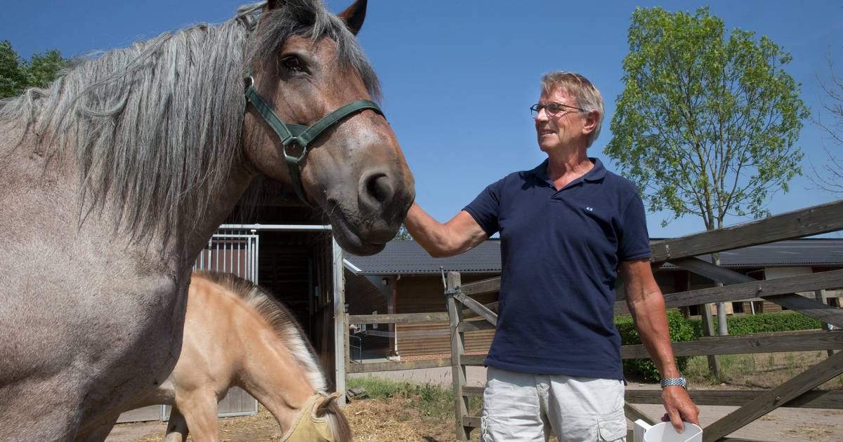 Paard Floor mag genieten van pensioen in Openluchtmuseum: ‘Het wordt ...