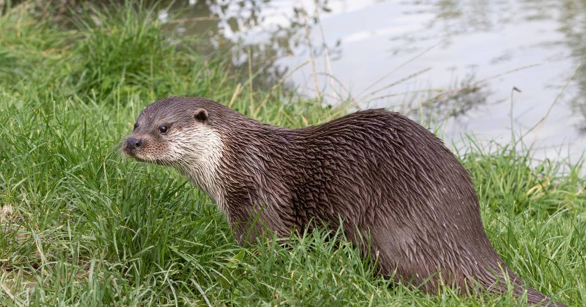 Otter Nederland Huisdier - Vogels