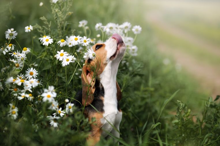 Vandaag droog en vrij zonnig | De Morgen Vandaag droog en vrij zonnig | De Morgen