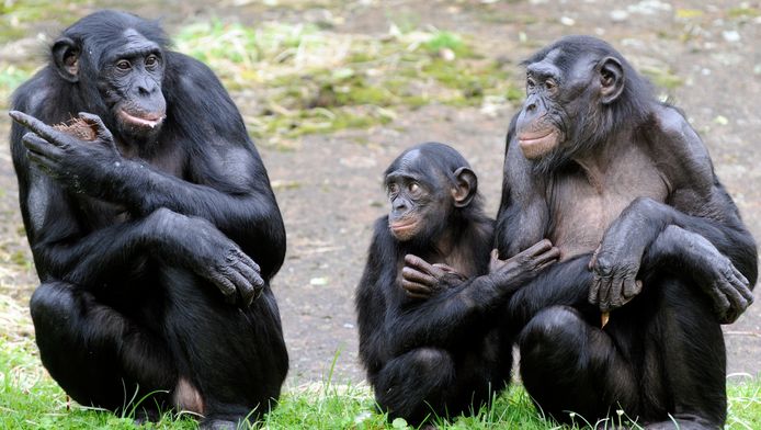 Le bonobo de Planckendael, "singe le plus intelligent du monde ...