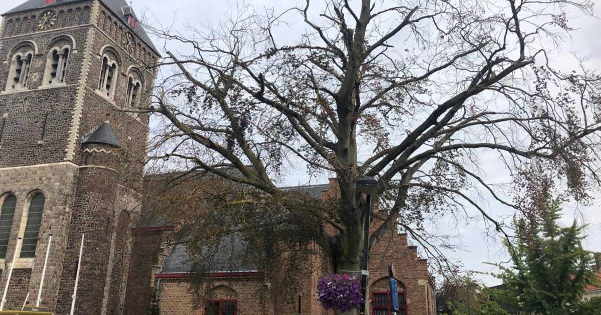 Iconische rode beuk wordt woensdag gerooid | Wervik | hln.be