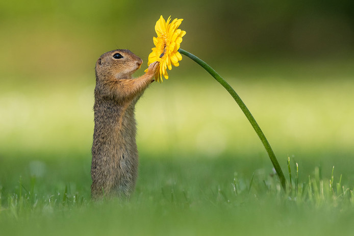 Hey, look, squirrel! - RC Groups