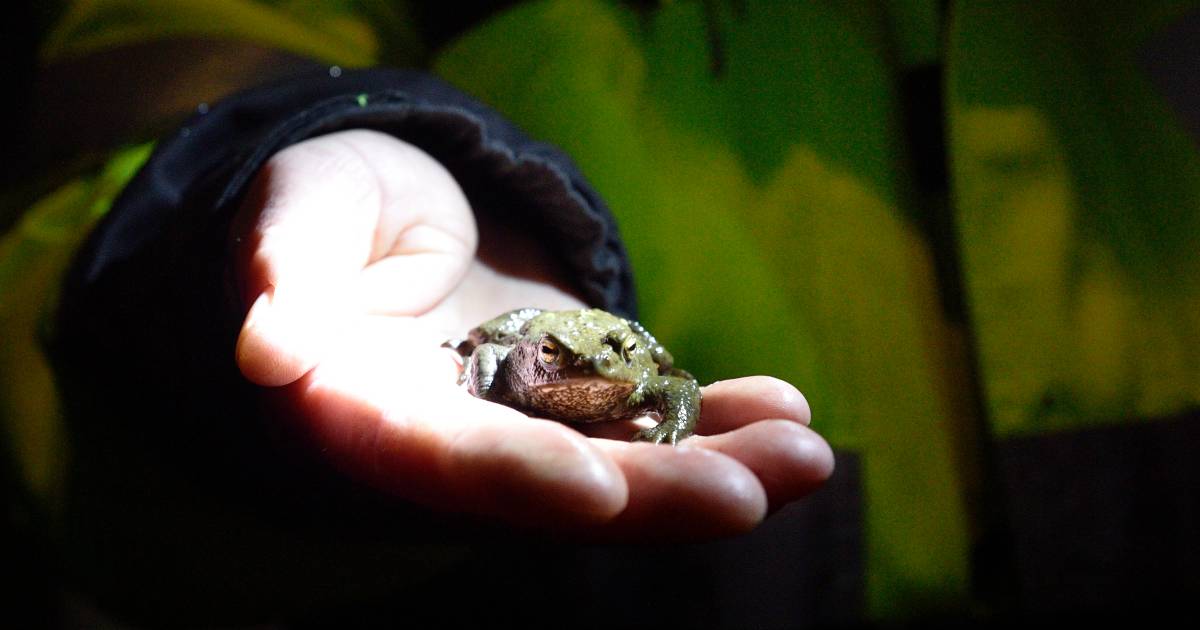 Helpen bij de paddentrek? Dierenbescherming zoekt vrijwilligers om ...