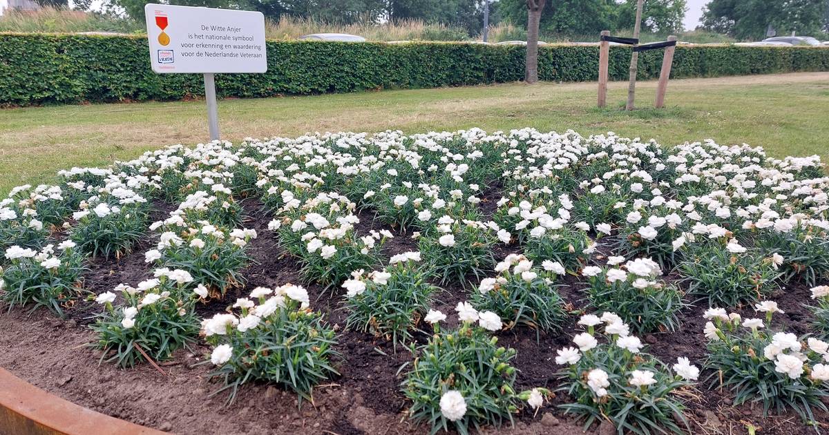 Middelburg eert veteranen met witte anjer perk maar geeft geen geld ...