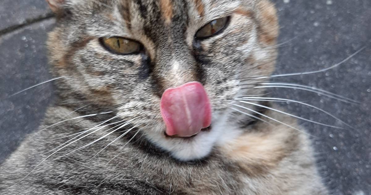 Dit zijn jullie inzendingen van de leukste katten op Wereldkattendag 2023 | Nijmegen | AD.nl