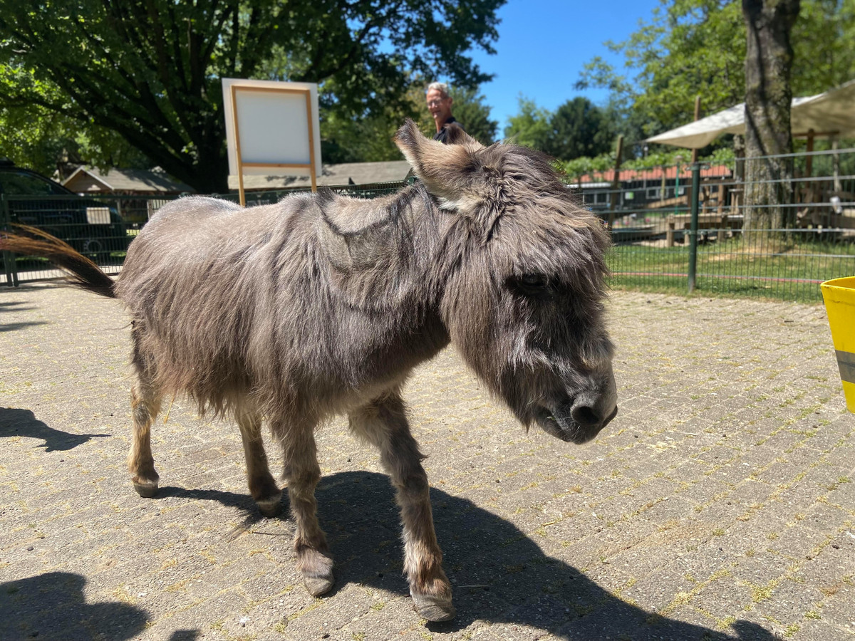 Ezel Basje heeft de uitzonderlijke leeftijd van 46 jaar: ‘In ...