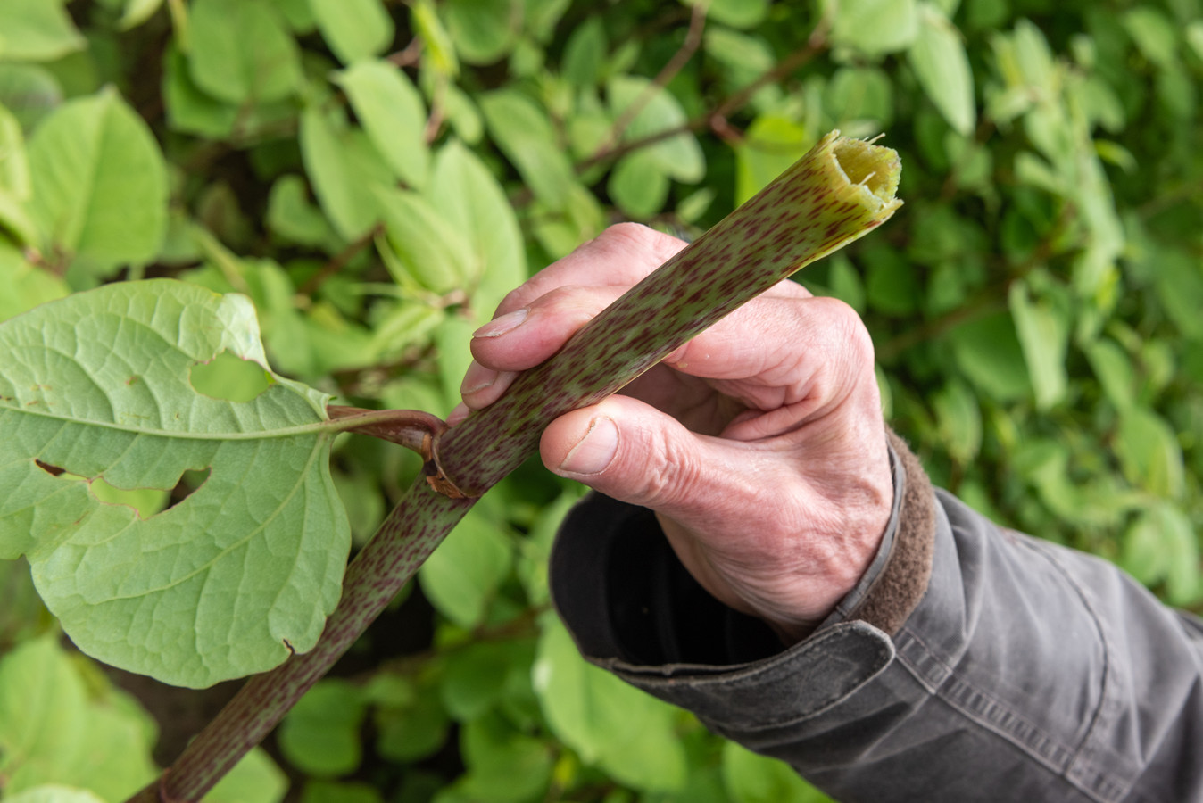 Japanse duizendknoop: bedreiging of lekkernij? ‘Je kunt de bladeren en ...