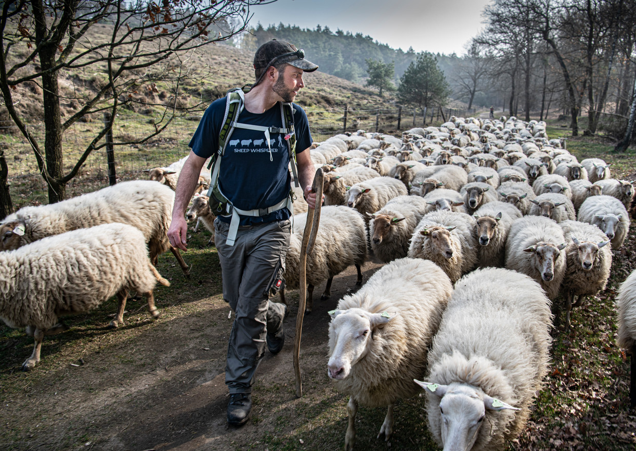 Deze herder leidt zijn 170 schapen dwars door Nijmegen: ‘De mooiste ...