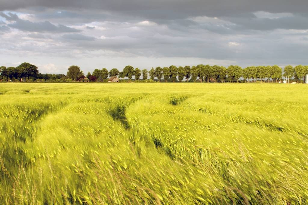 Wuivend graan en vergezichten | Foto | destentor.nl