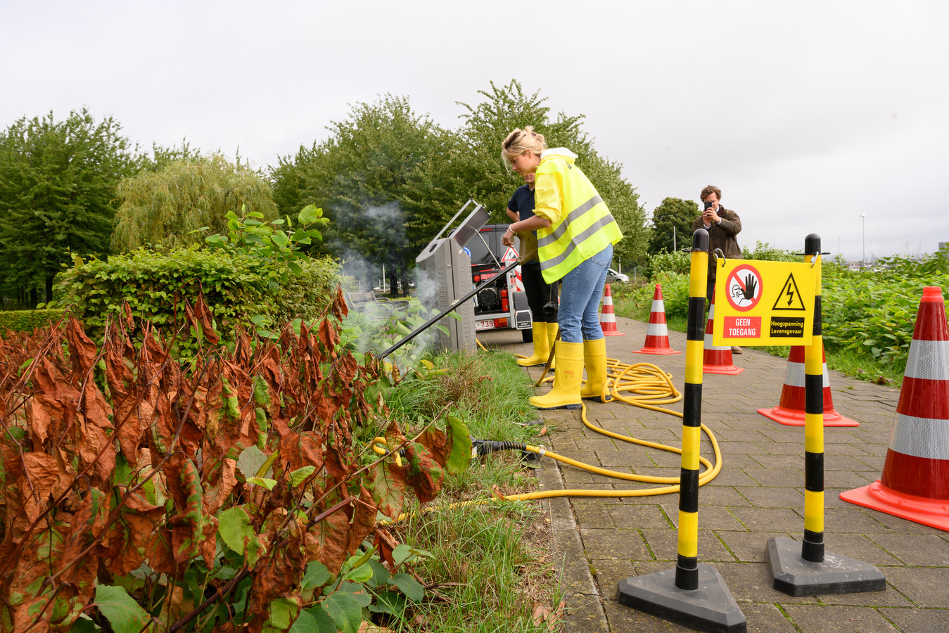 Stad gaat Japanse woekerplant elektrocuteren | Foto | hln.be