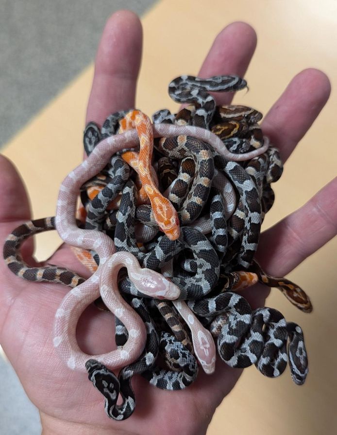 Babyboom van slangen in Beatrixcollege: ‘Zorgen dat biologieles zo leuk ...