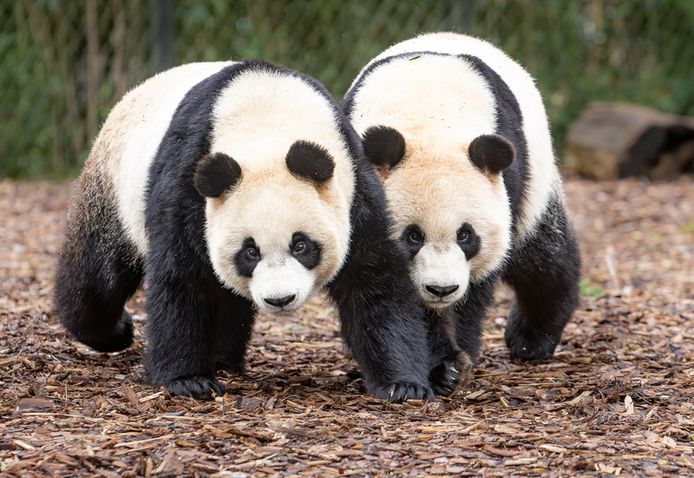 55-plussers gaan op uitstap: “Dagje naar het dierenpark Pairi Daiza of ...