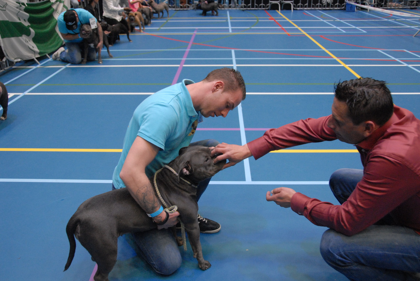Gracieus bewegen als een paradepaardje bij OBKC Hondenshow in Den Bosch ...