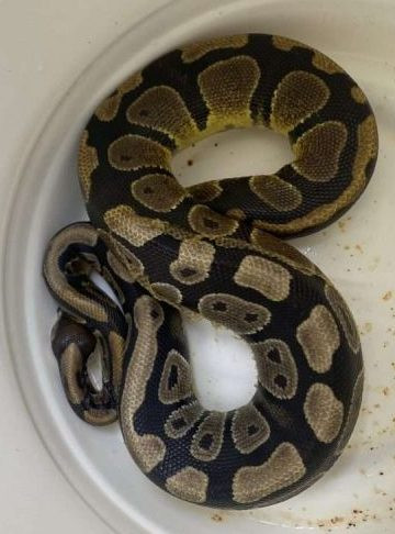 Koningspython krioelt door badkamer, oude bewoners laten slang achter ...