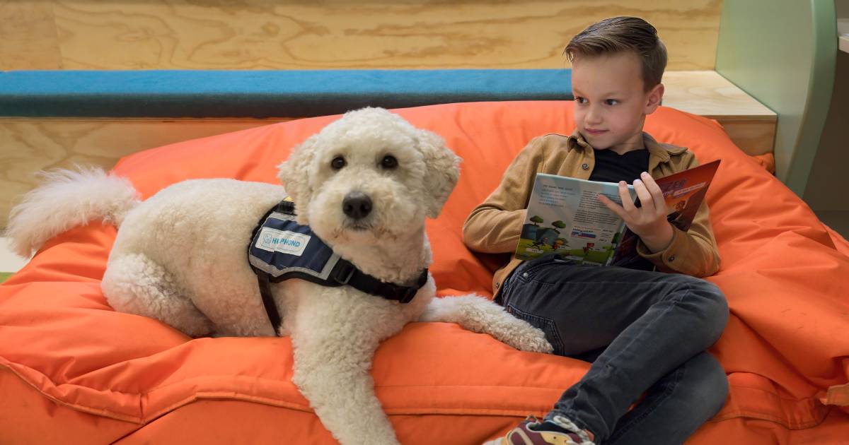 Hulphond Kaisy geeft Job (6) leesplezier terug: ‘Zijn zelfvertrouwen is enorm gegroeid’ | Den ...