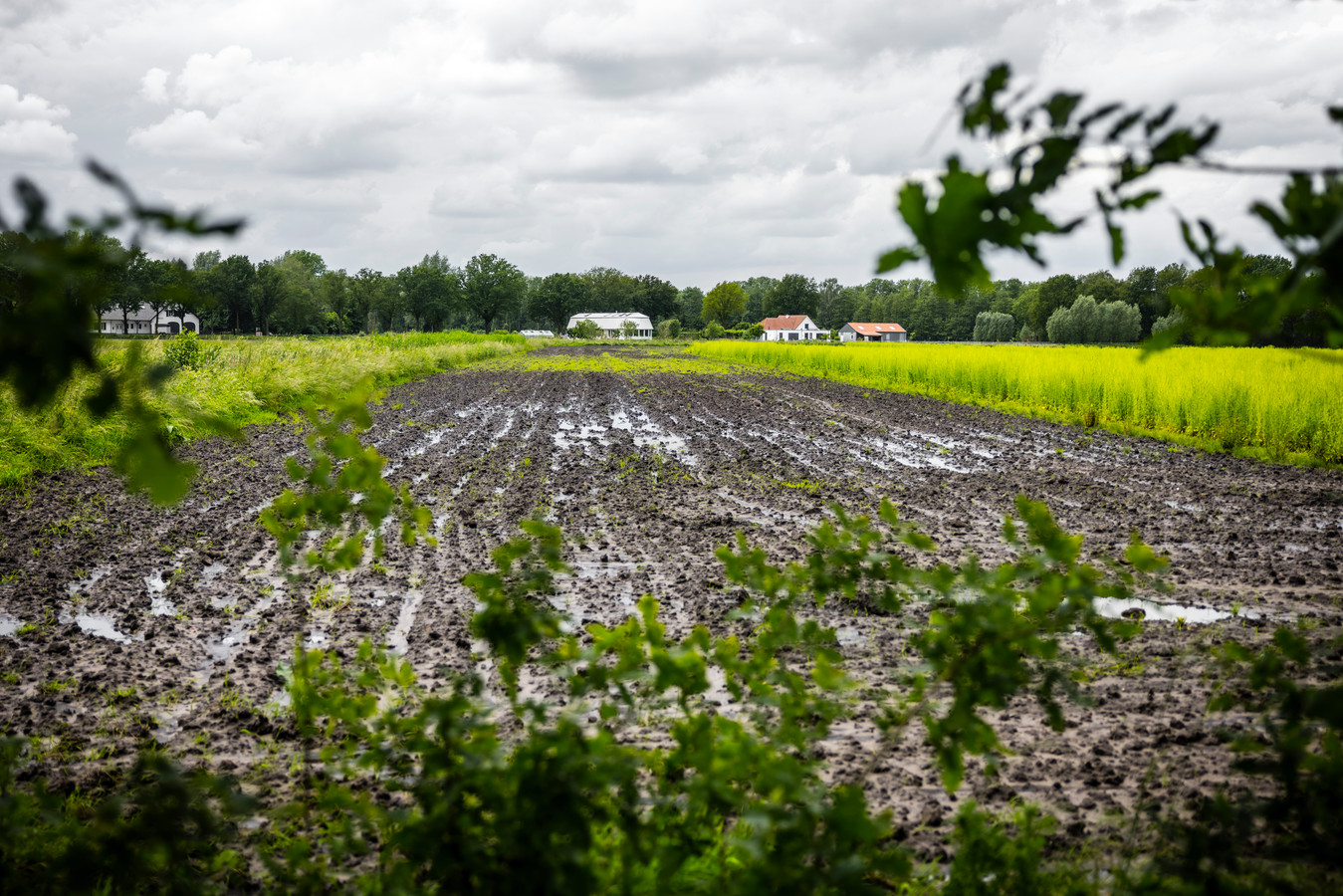 Groenten verrotten onder de grond door extreme regenval: ‘Dat gaat ...