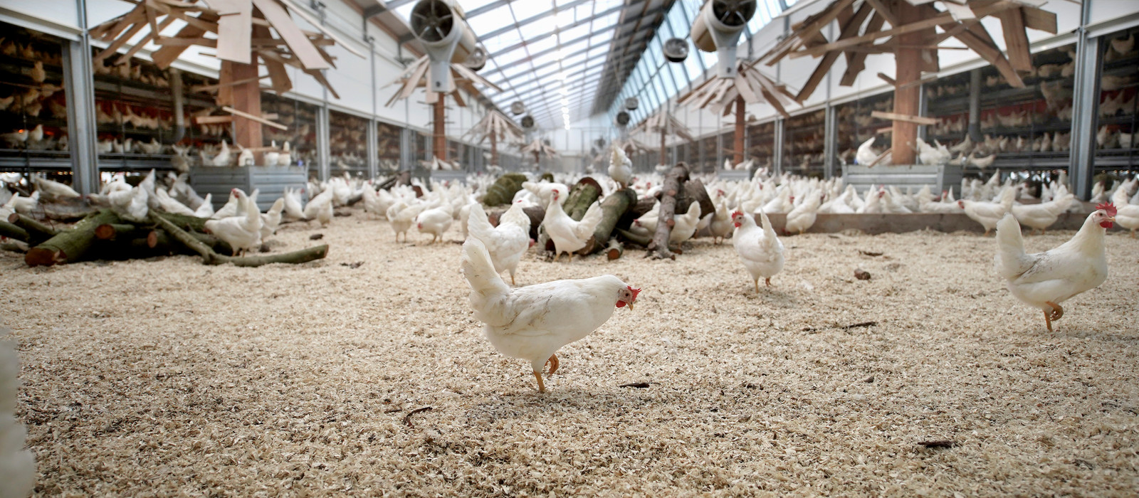Ophokplicht voor pluimvee na uitbraak vogelgriep | Foto | hln.be