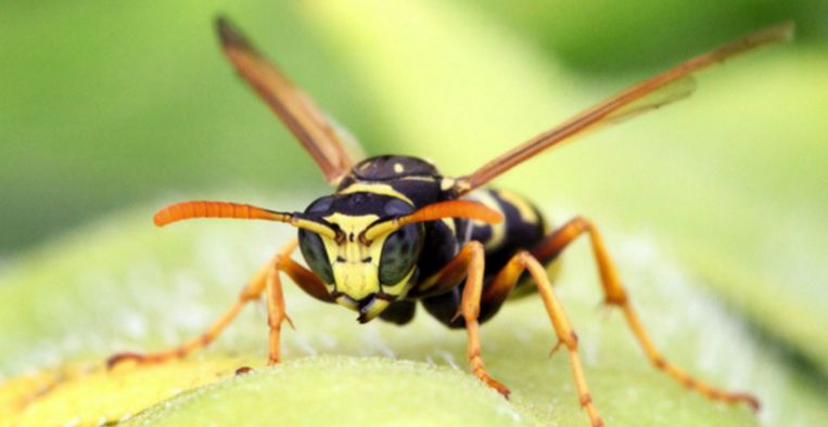Zó kun je een wesp op afstand houden (en voorkomen dat hij steekt)