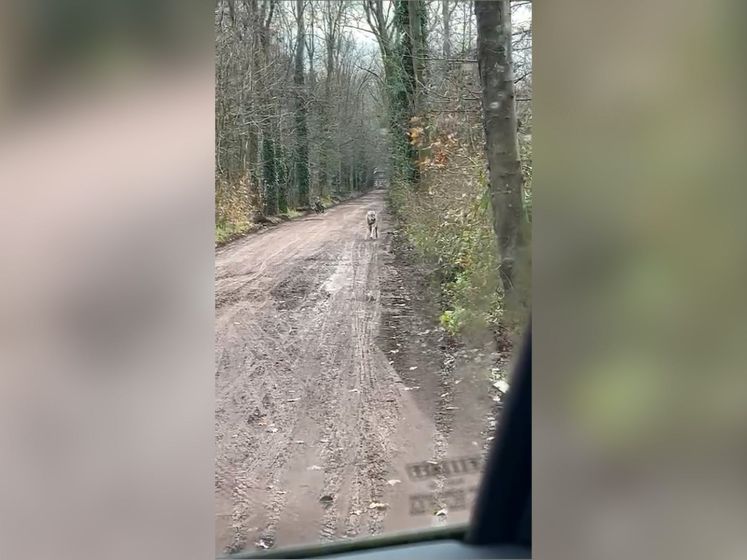 Nederlandse toerist Yorian (30) al weken spoorloos verdwenen in ...