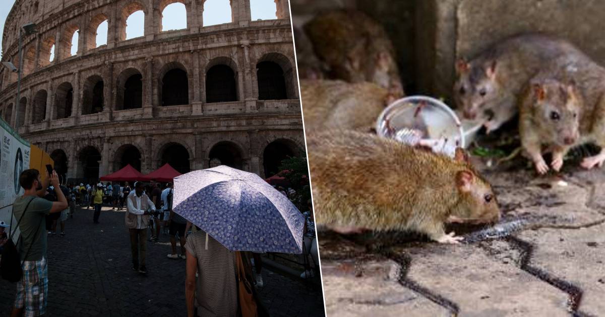 Rome kampt met rattenplaag in buurt van Colosseum: ‘Hotspot door hitte ...