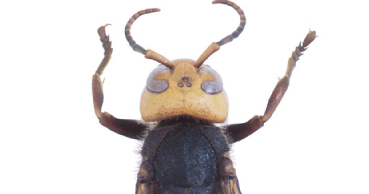 Aziatische wesp duikt voor het eerst op in België | Dieren | hln.be