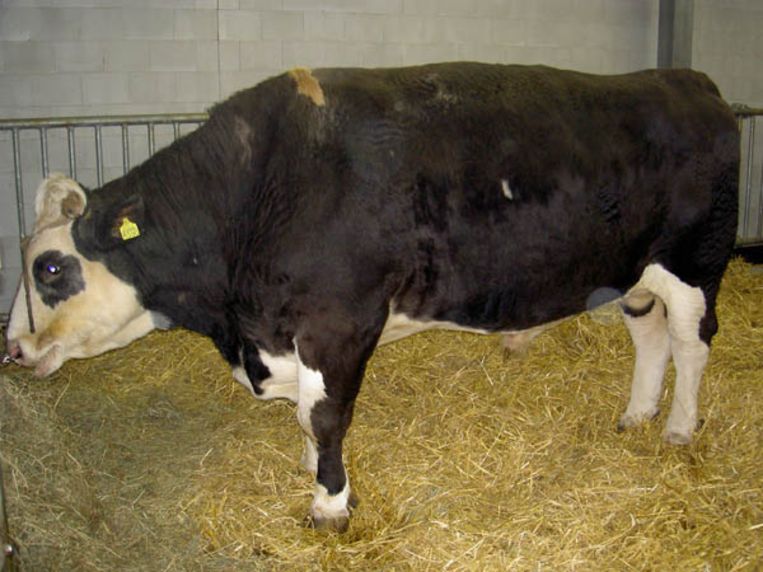 Stier Herman opgezet terug in Naturalis | De Volkskrant