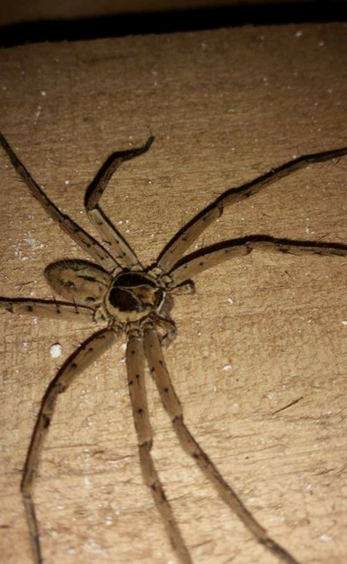 Baby van gevaarlijke Afrikaanse boscobra gevangen in houtbedrijf haven ...