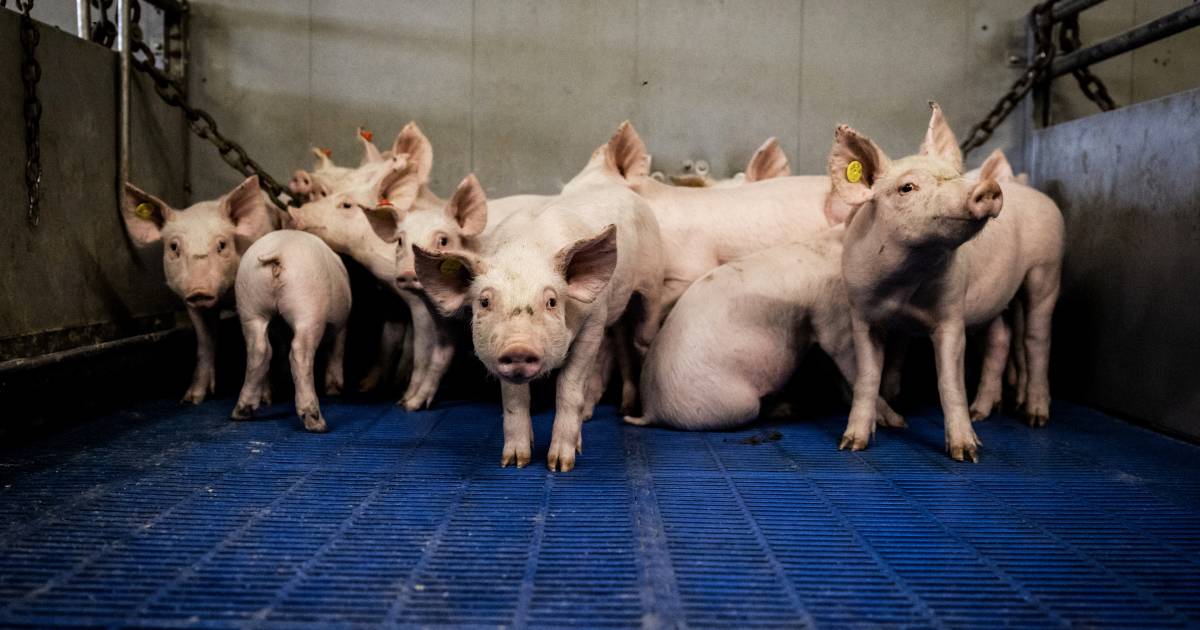 Nieuwe stal voor duizenden varkens mag blijven staan in het ...