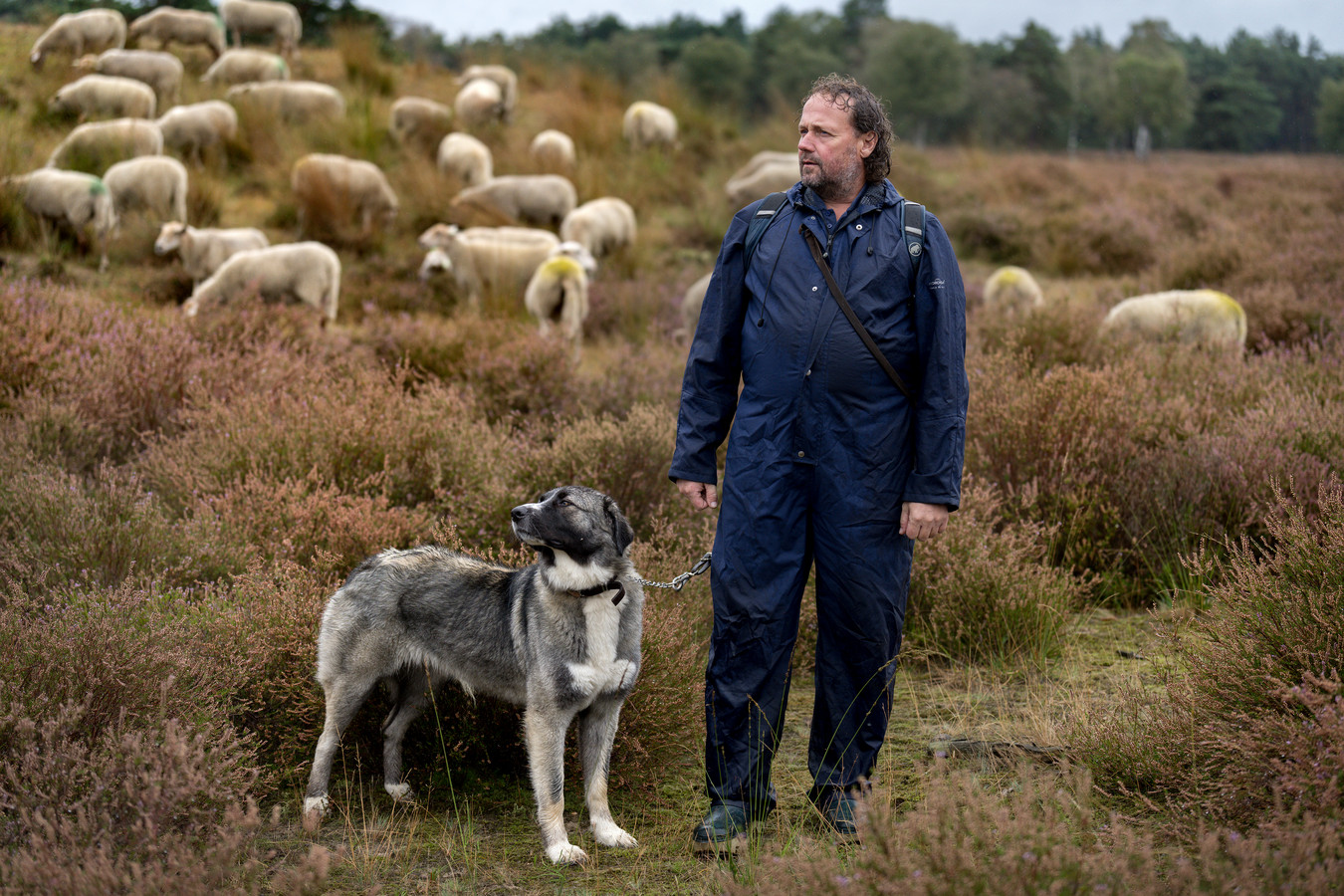 Deze speciale hond beschermt schapen tegen de wolf, maar dit vraagt ook ...