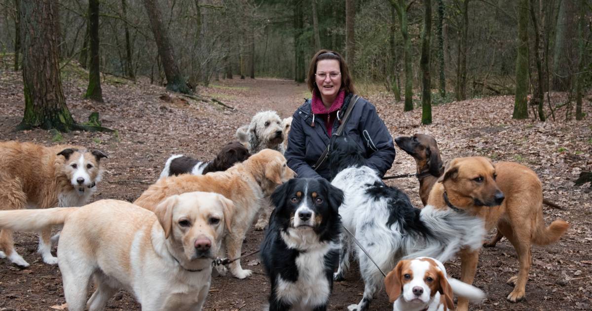 Eigen stuk weiland met daarop een dagopvang voor honden: Ingrid vecht ...
