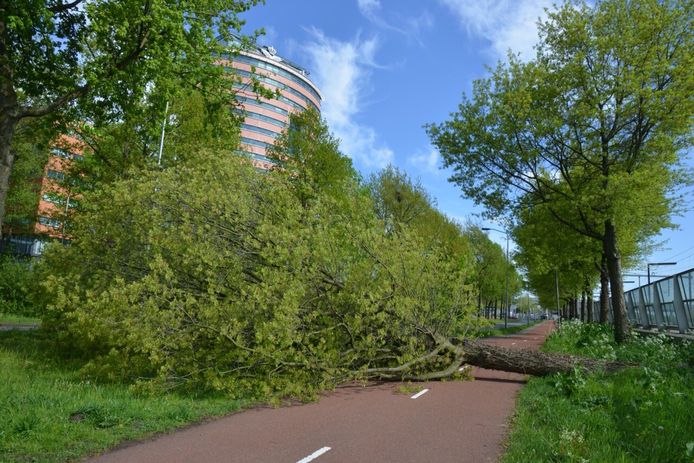 Bomen Breda en Prinsenbeek leggen het af tegen harde wind | Overig ...