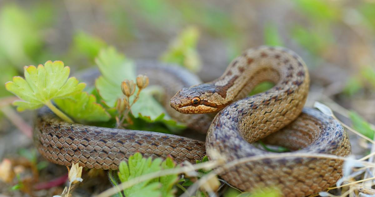 Nederlands zeldzaamste slang laat zich vrijwel nooit zien | Wetenschap ...