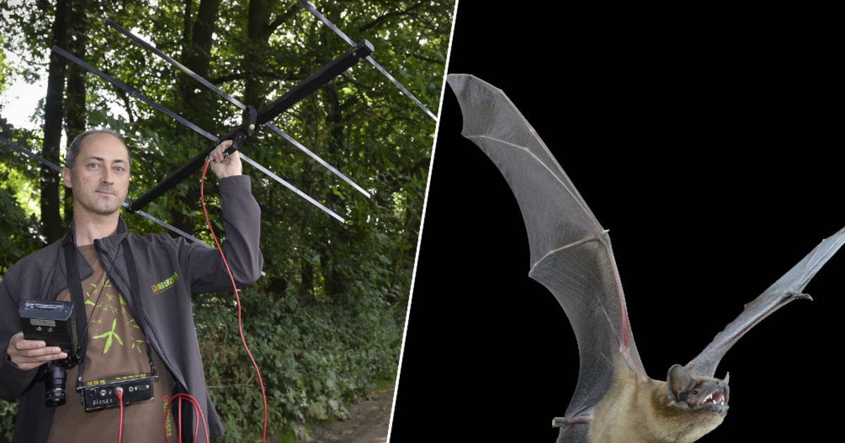 Joris Everaert ontdekt recordkolonie van 102 rosse vleermuizen in ...