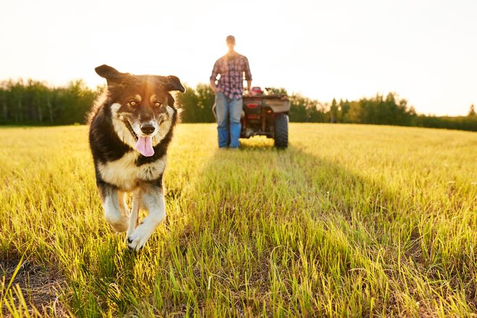 Gerrit Jan was het eigenlijk wel een beetje zat, dat de hond van zijn ...