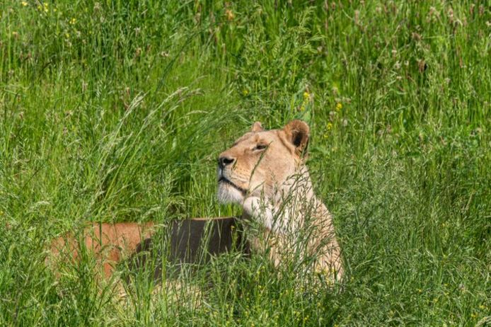 Introductie loopt tragisch af: nieuwe leeuw doodt leeuwin bij gevecht ...
