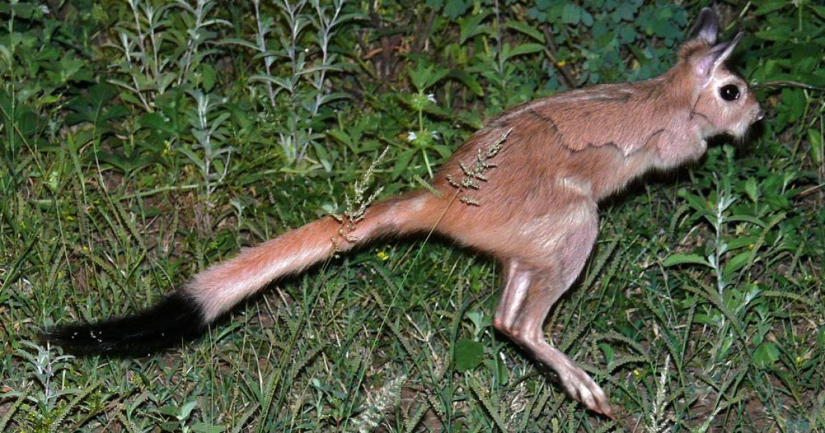 Vetarme springhaas is plaagdier voor boeren, maar wel een met prima ...