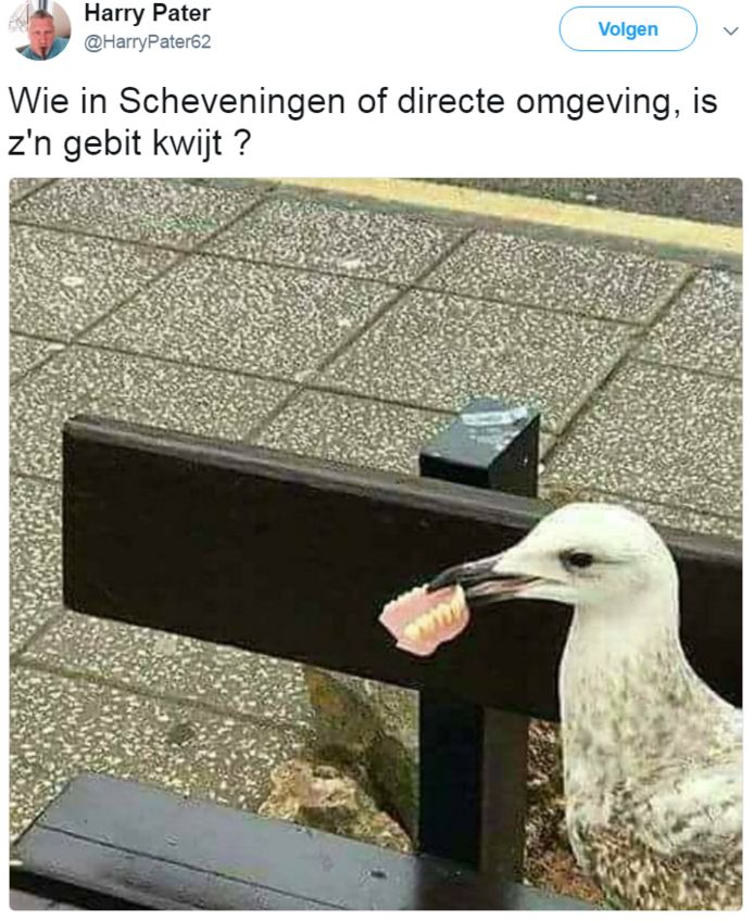 Meeuw met kunstgebit gespot in Scheveningen | Den Haag | AD.nl