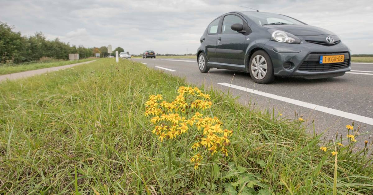 Blije bijen en droevige distels: meer geld naar bermbeheer | Zeeland ...