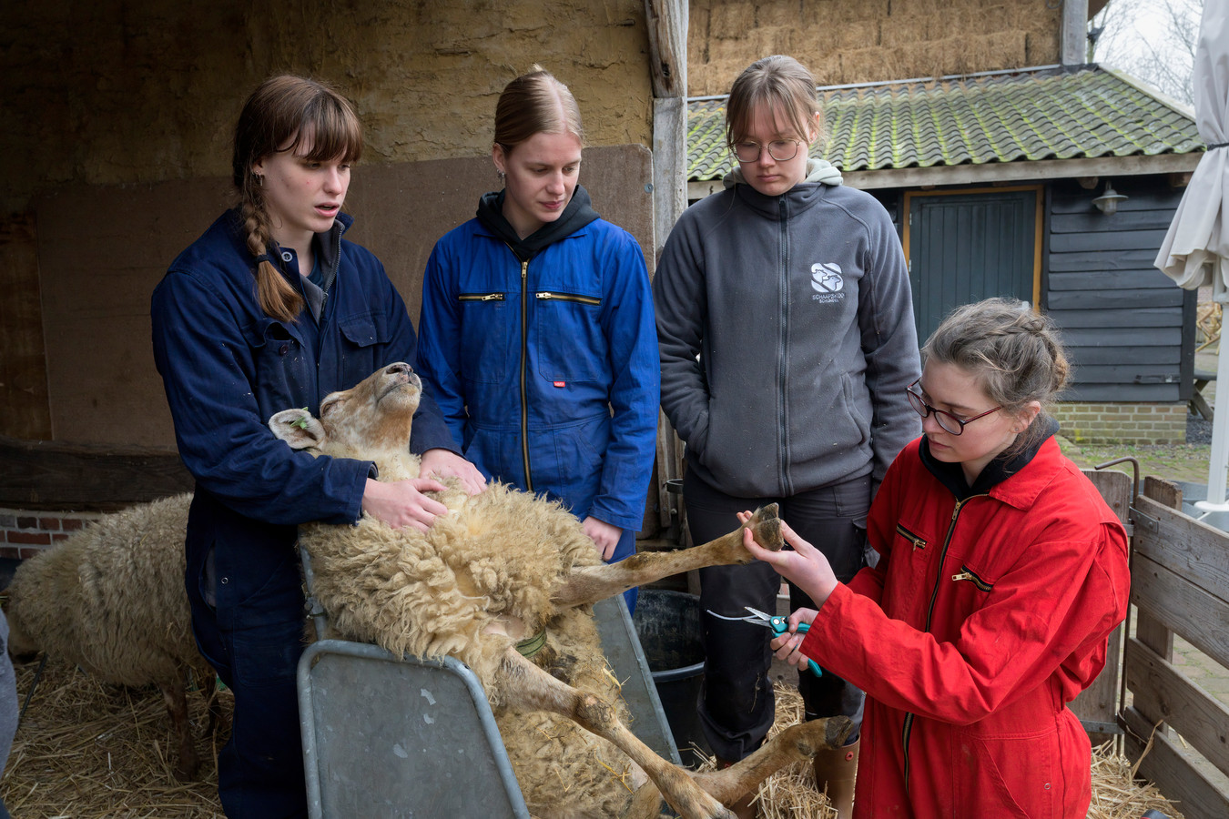 Stagiaires wekenlang in touw als kraamvrouwen op de Schaapskooi ...