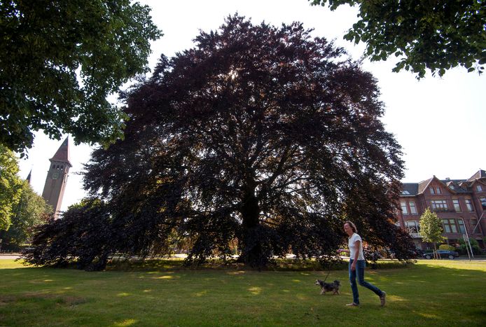 De rode beuk verdient een uitvaart, met koffie en broodjes voor de hele ...