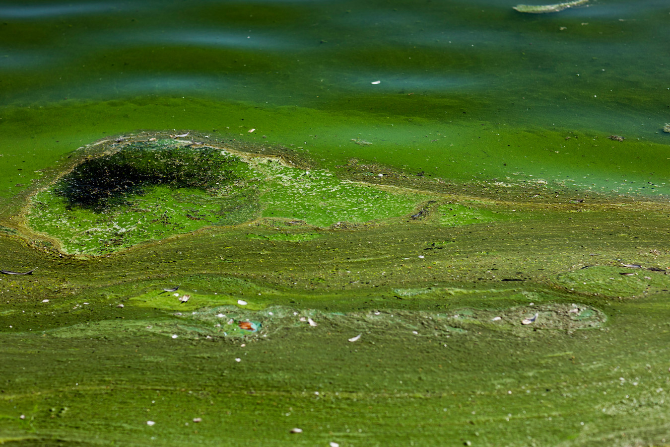 Geen blauwalgen meer in recreatieplas Scholtenhof in Etten, provincie ...