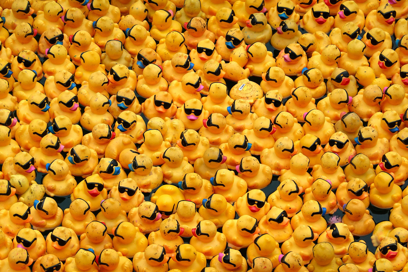 Plus de 75.000 canards en plastique font la course pour la bonne cause ...