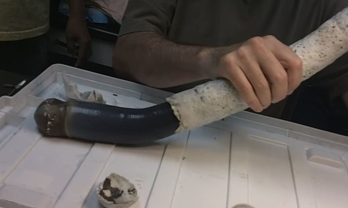 Wetenschappers ontdekken angstaanjagende reuzenworm | Foto | AD.nl