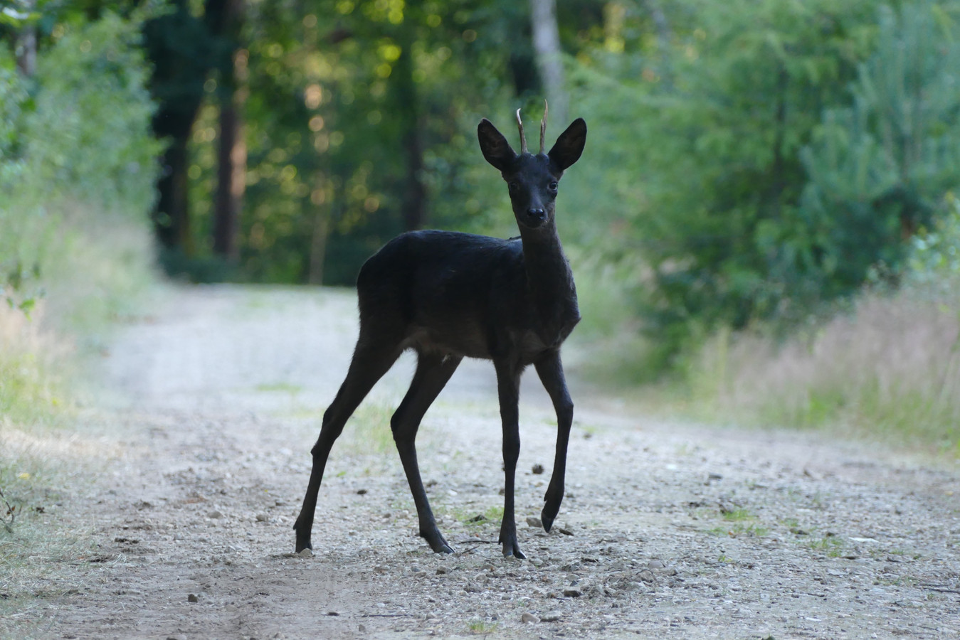 Natuurfotograaf spot zeldzame zwarte ree in bossen Lage Vuursche | Foto ...