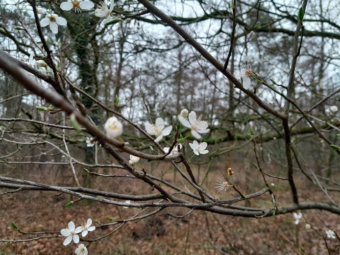 De pruimkers is ideaal voor gebruik in jenever of jam | Natuur van nabij | gelderlander.nl