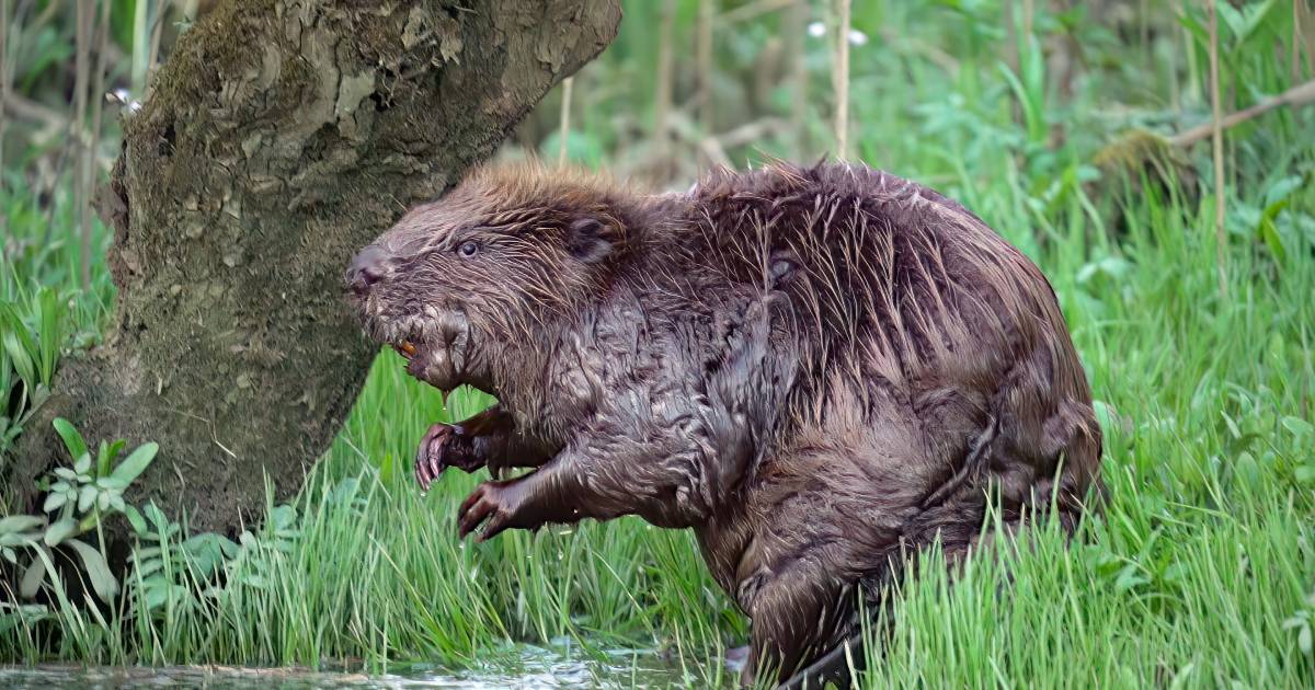 Actieve bever zorgt voor gevaar: waterschap ontdekt veel holen en gaten ...