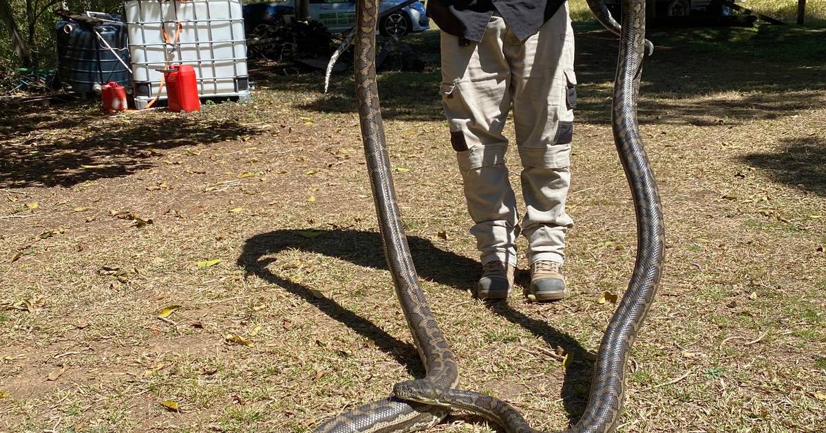 Twee loodzware pythons zakken door plafond in huis van Australiër ...